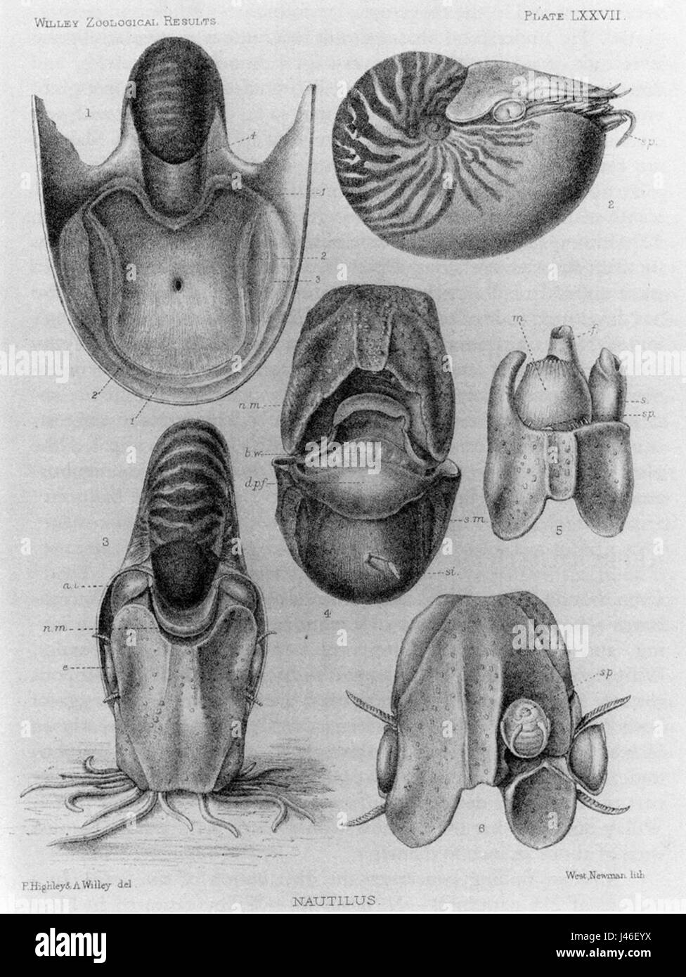 The anatomy of the Nautilus macromphalus, a species of marine mollusk ...
