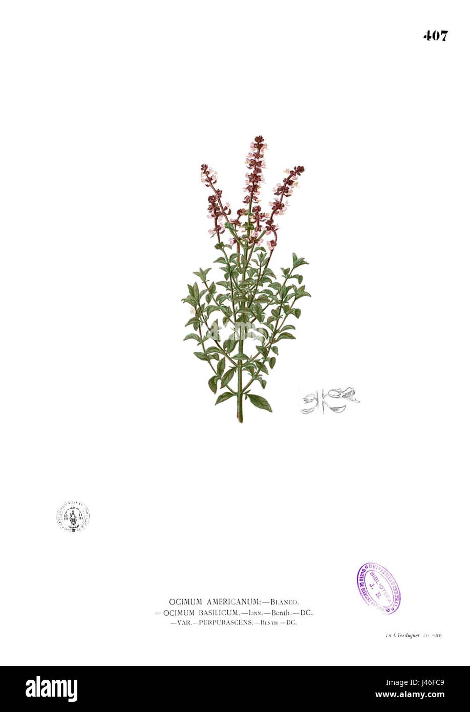 Ocimum basilicum Blanco2.407 Stock Photo - Alamy
