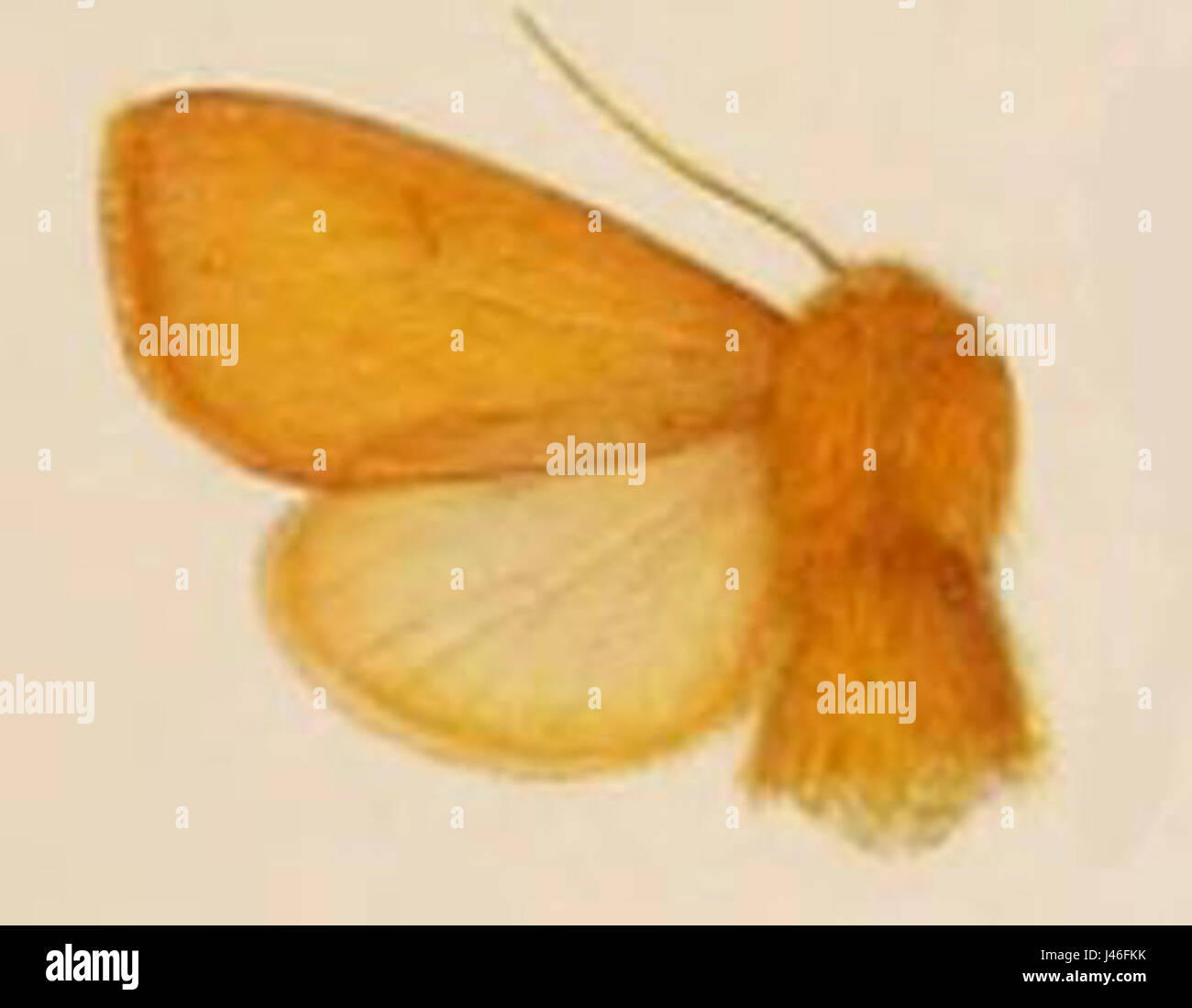 Paracles aurantiaca is a species of butterfly from the subfamily ...