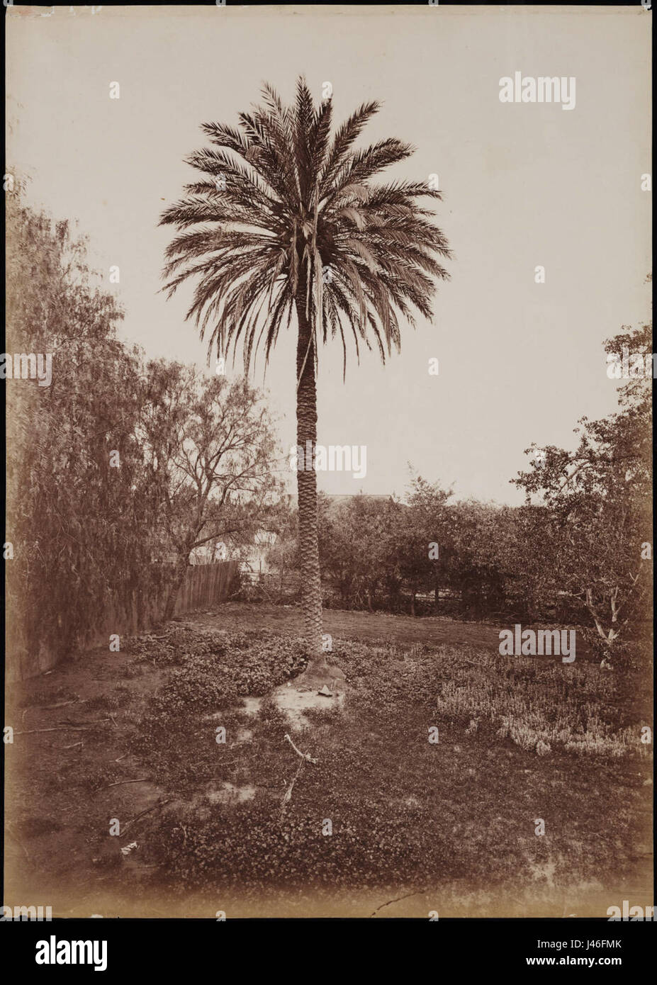 Palm Tree at San Gabriel Mission by Carleton E Watkins Stock Photo - Alamy