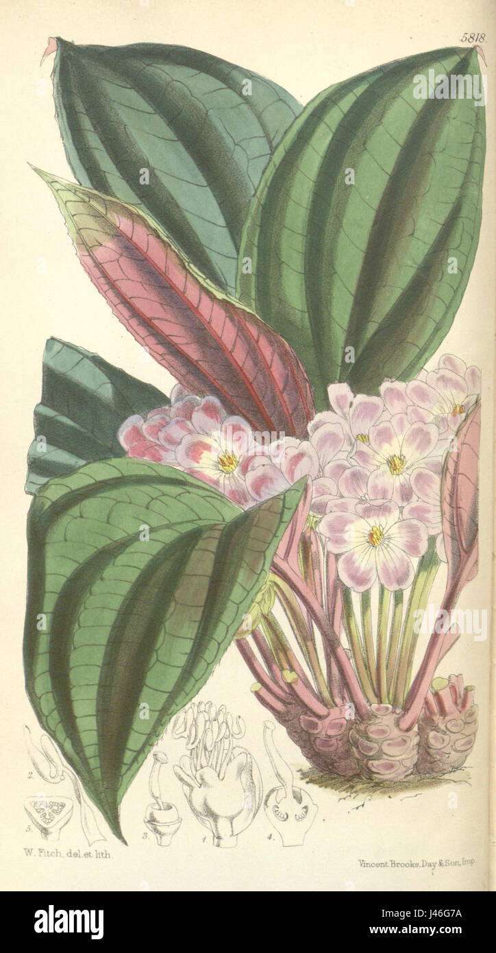 'Monolena primulaeflora' is a plant species native to the tropical ...