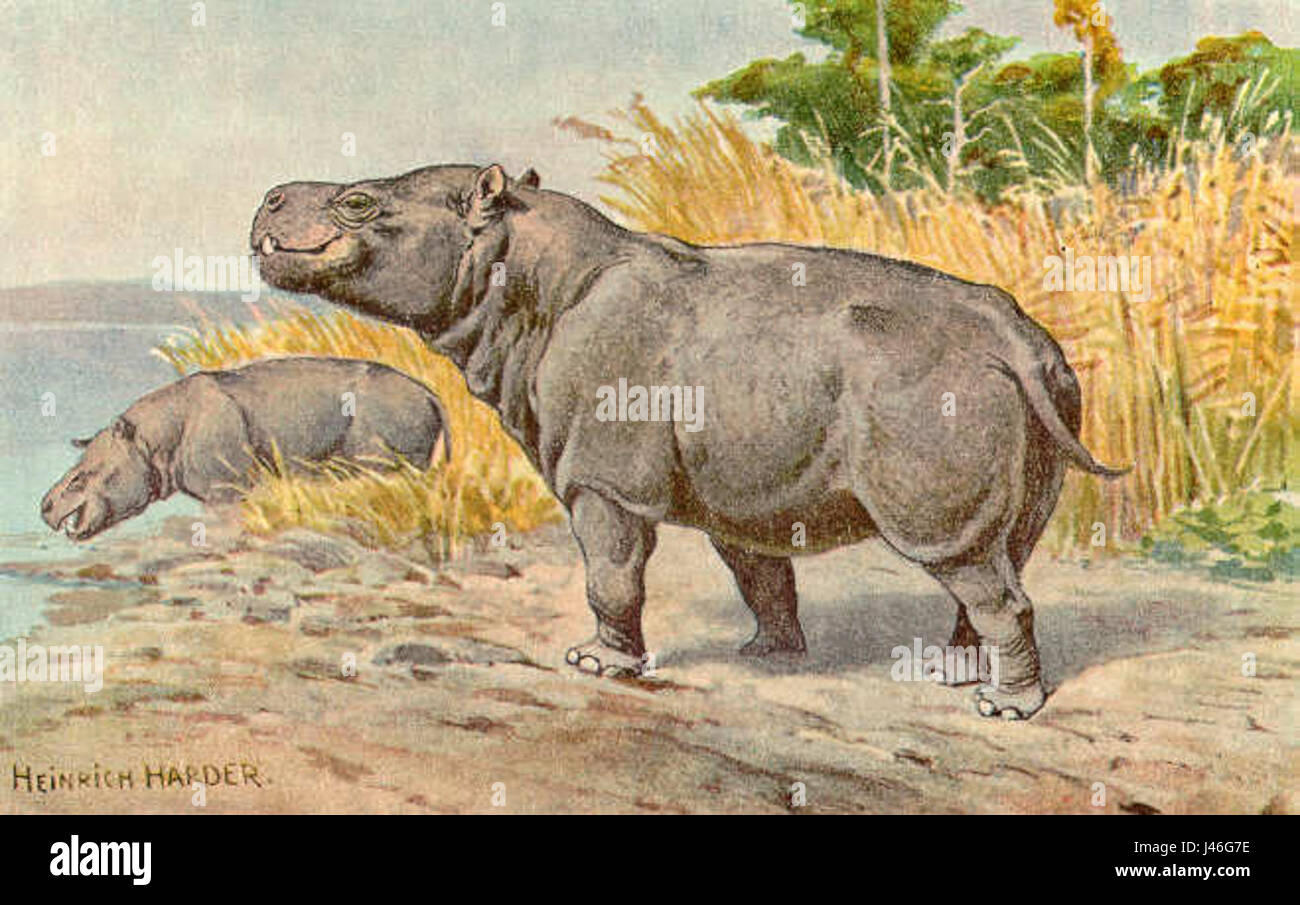 Metamynodon refers to a genus of extinct mammals related to the ...