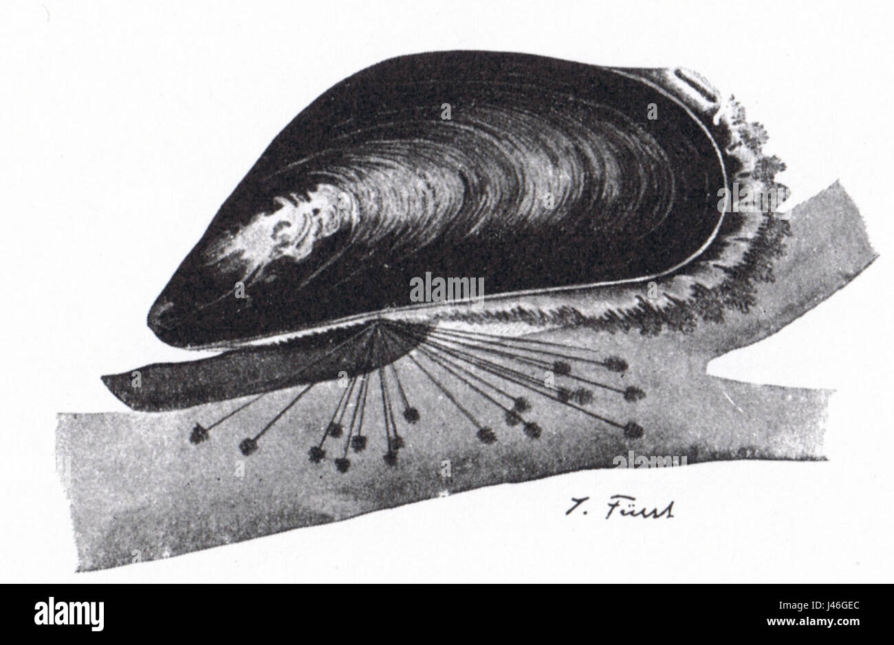 Marine bivalve species hi-res stock photography and images - Alamy