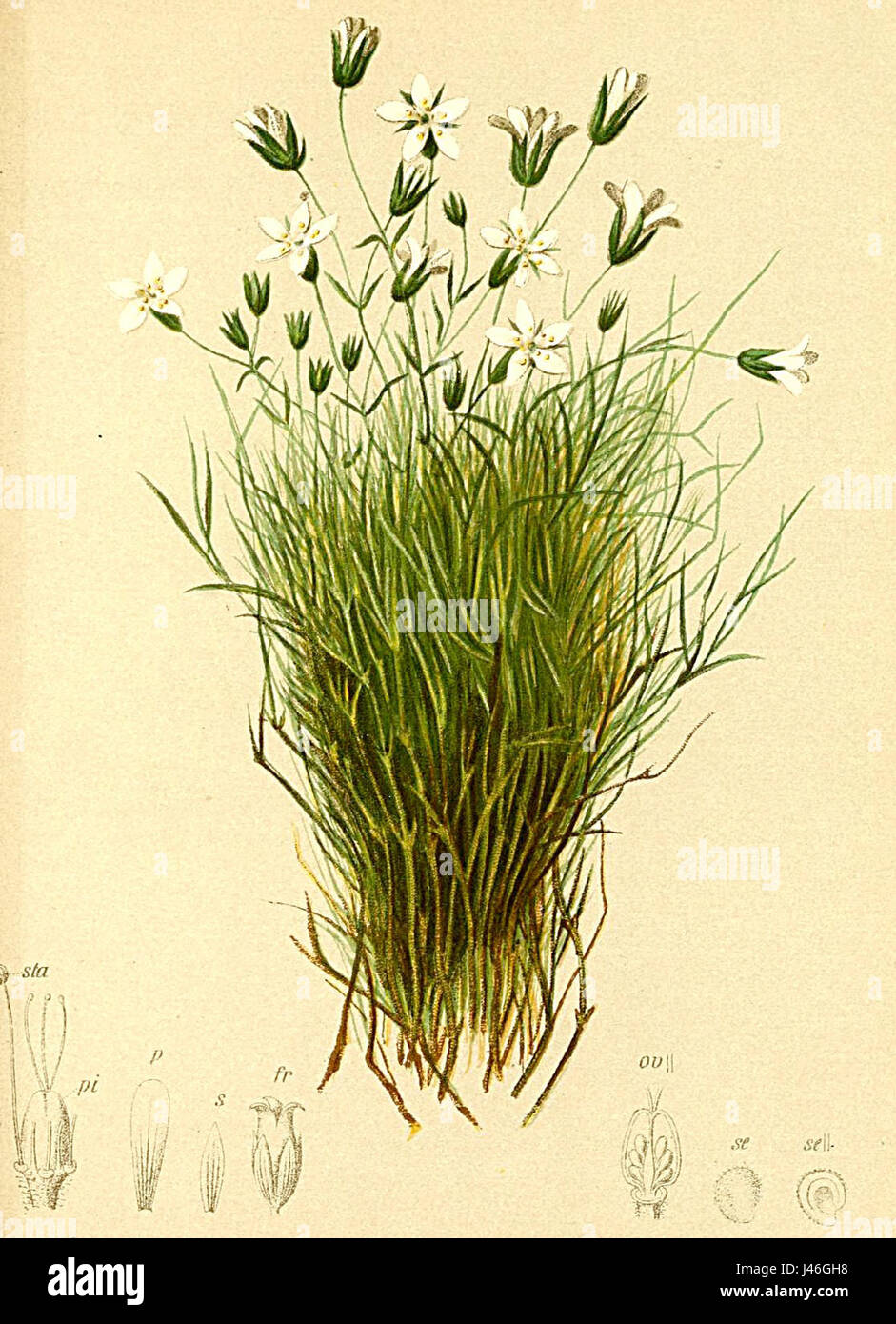Minuartia austriaca, a plant species native to the Alps, is featured in ...