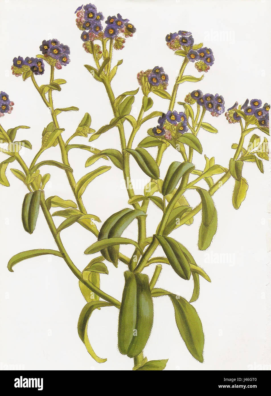 Moyosotis azorica, commonly known as the Azorean forget-me-not, is a ...