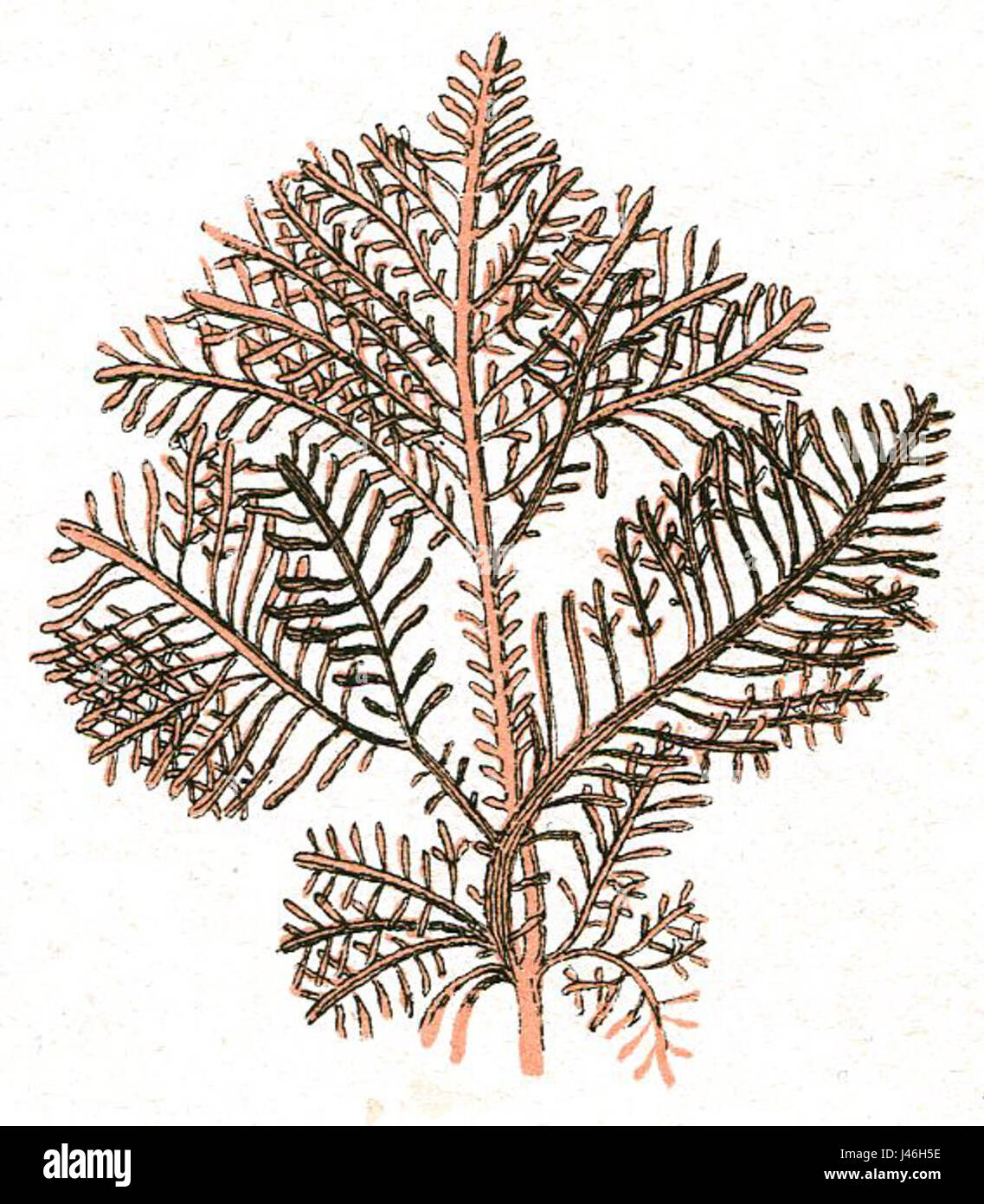 Gelidium corneum is a species of red algae known for its medicinal and ...