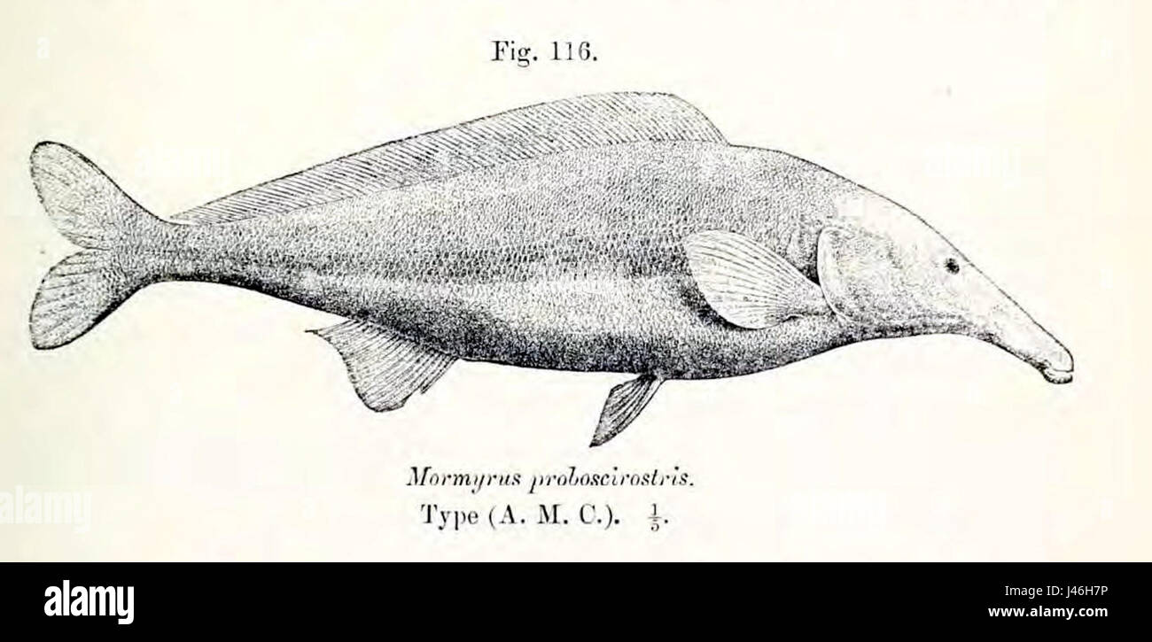 Mormyrus hi-res stock photography and images - Alamy