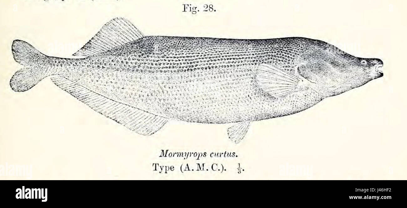 Curtus hi-res stock photography and images - Alamy