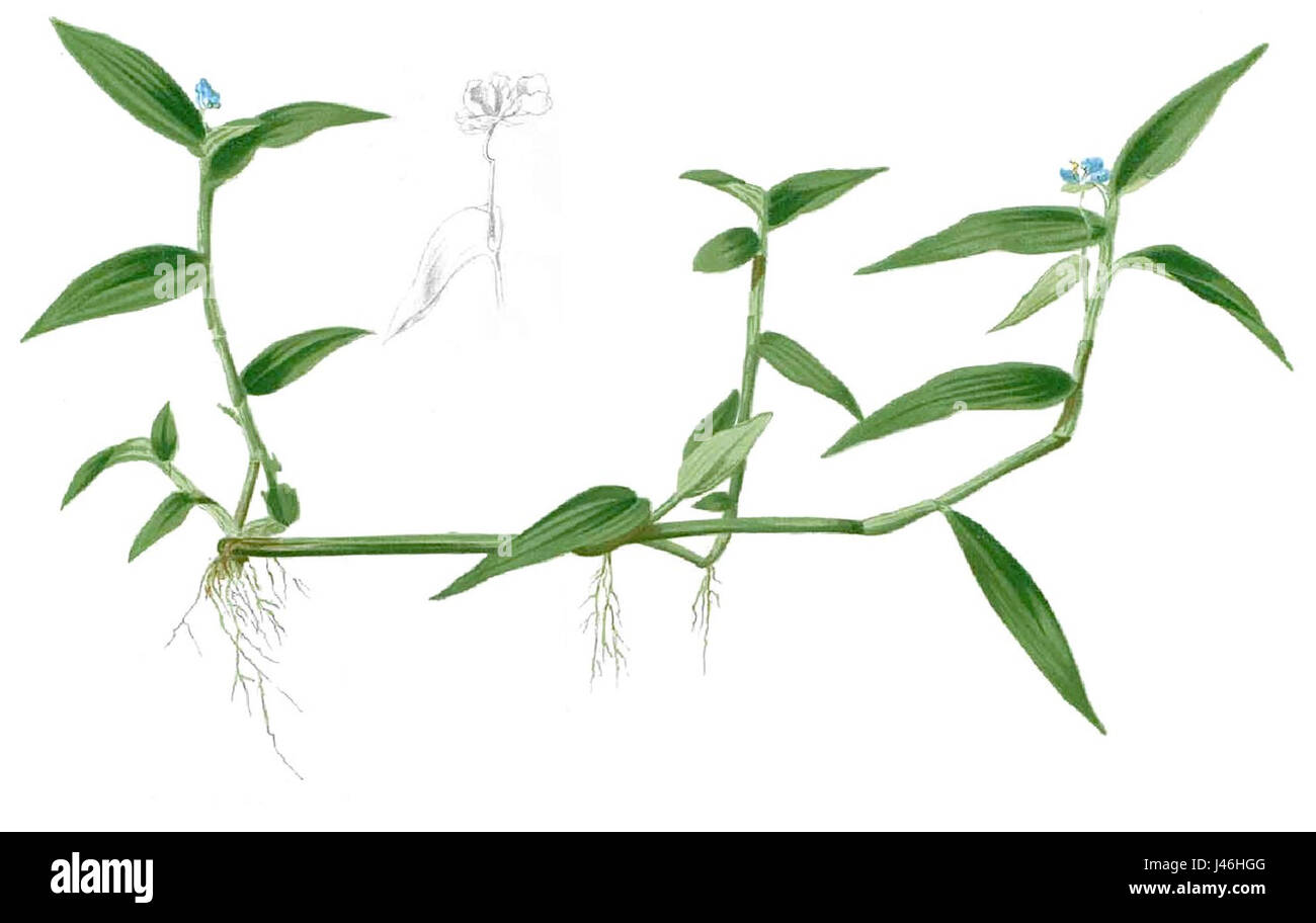 Murdannia nudiflora Blanco1.83 cropped Stock Photo - Alamy