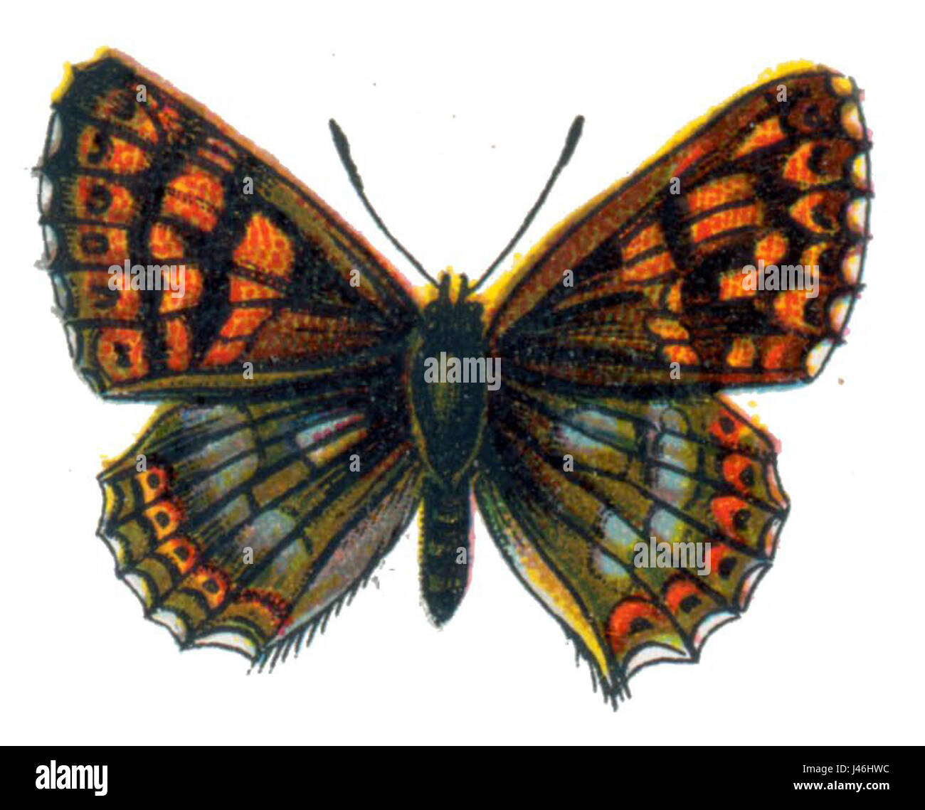 Butterfly features distinct colors hi-res stock photography and images ...