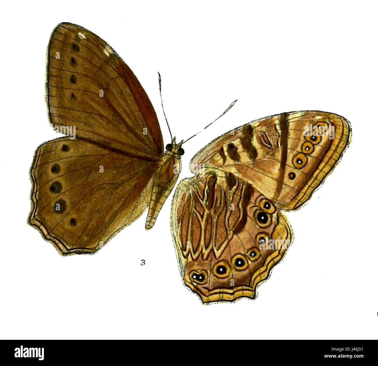 Neope yama M 94 3 Stock Photo - Alamy