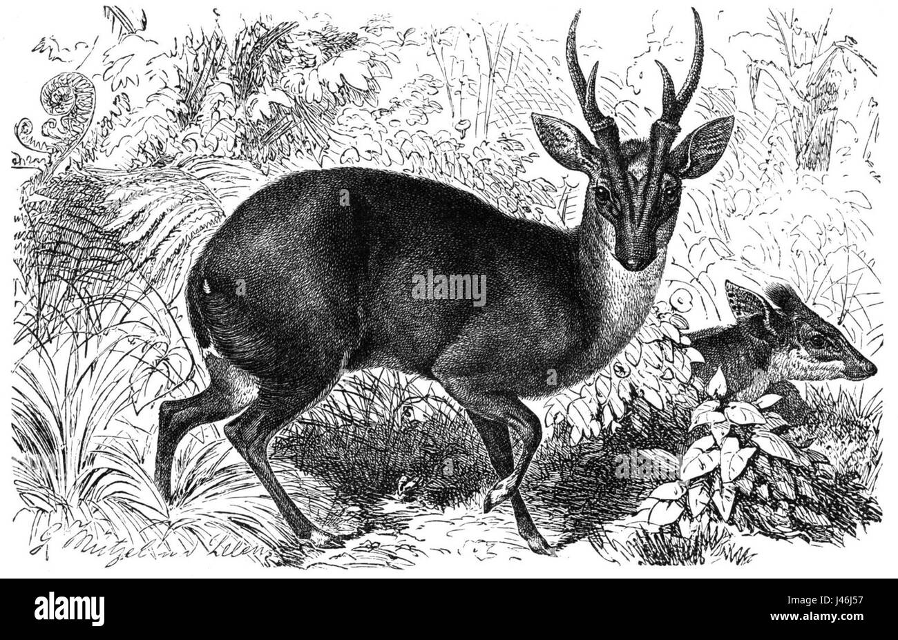Ungulate drawing hi-res stock photography and images - Alamy