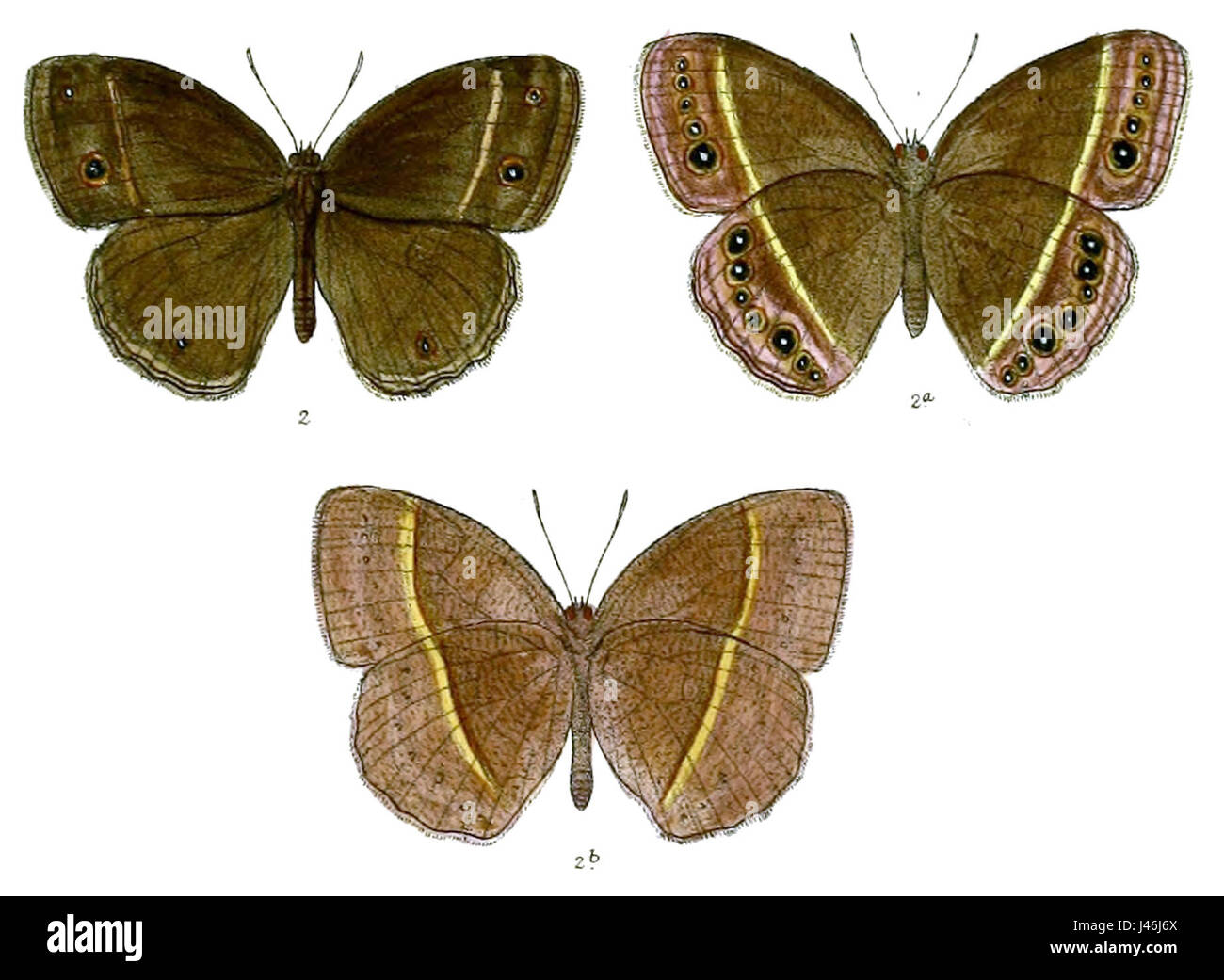 Mycalesis lepcha 68 2 Stock Photo - Alamy