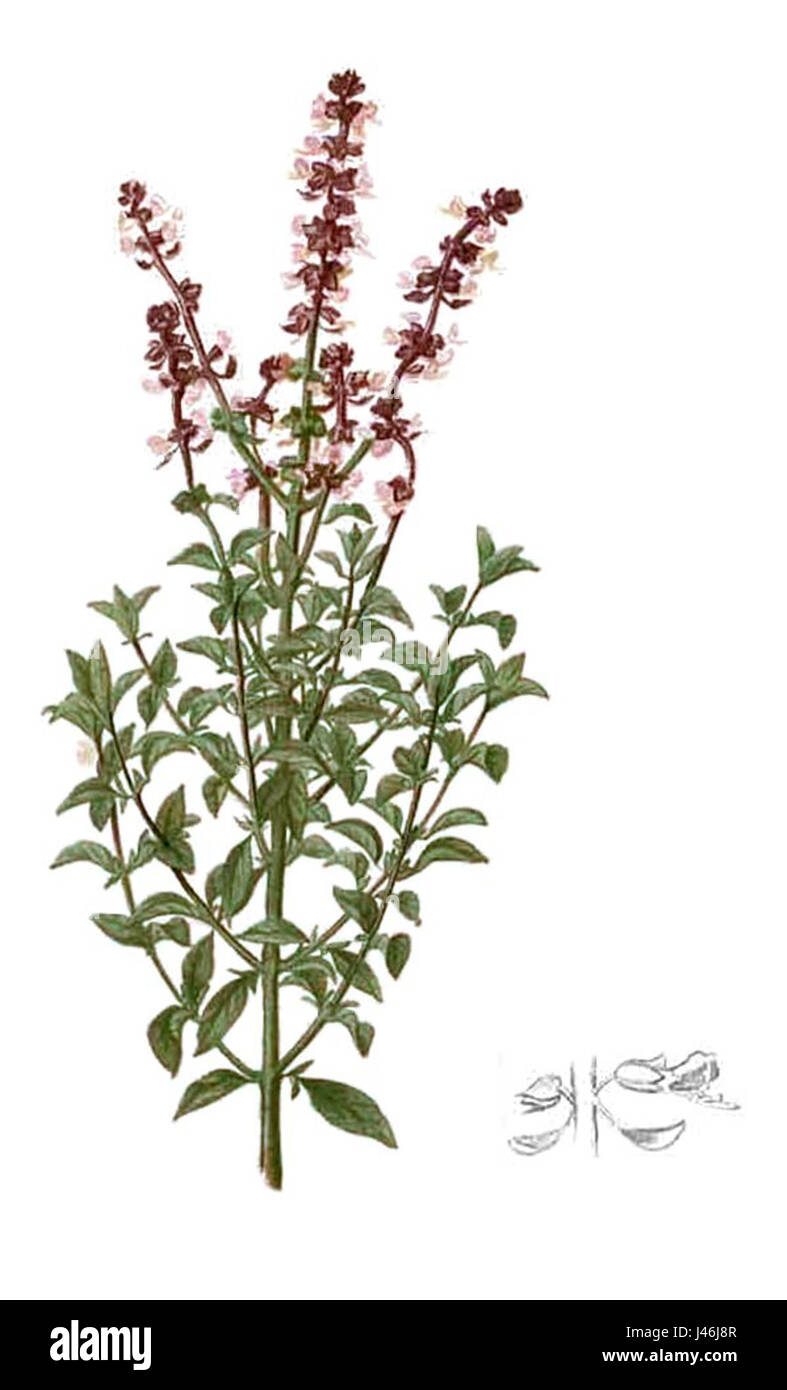 Illustration Ocimum Basilicum