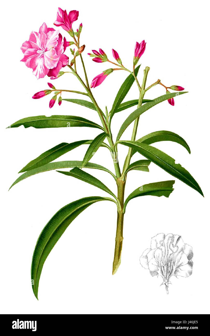 Oleander painting hi-res stock photography and images - Alamy