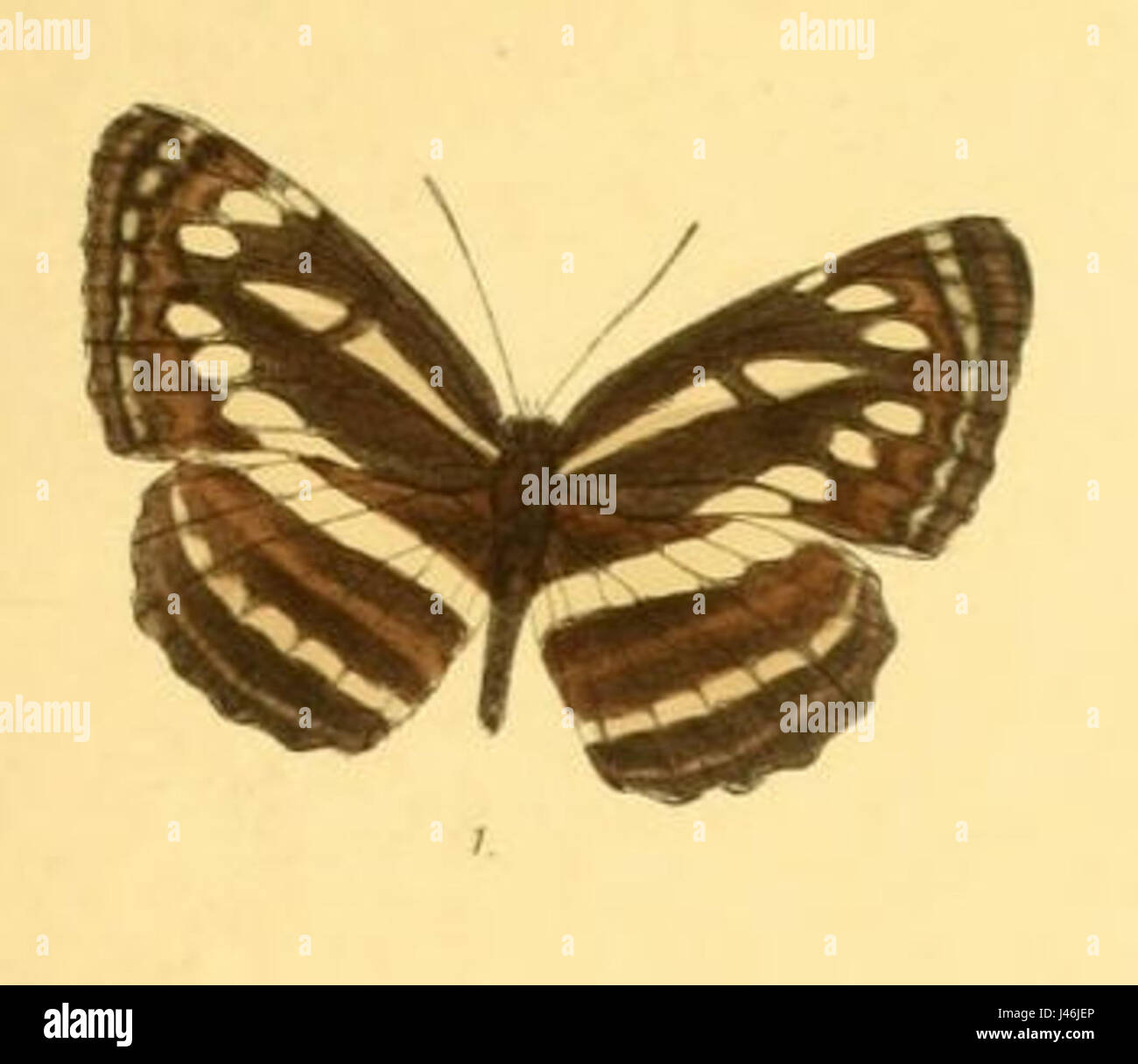 Understand various insect species hi-res stock photography and images ...