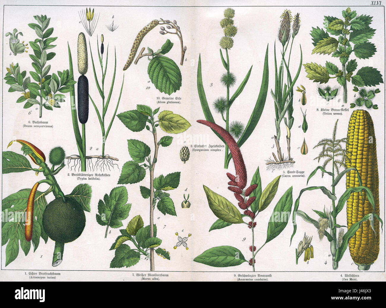 This German title refers to a specific plate (Tafel XLVI) from a work ...