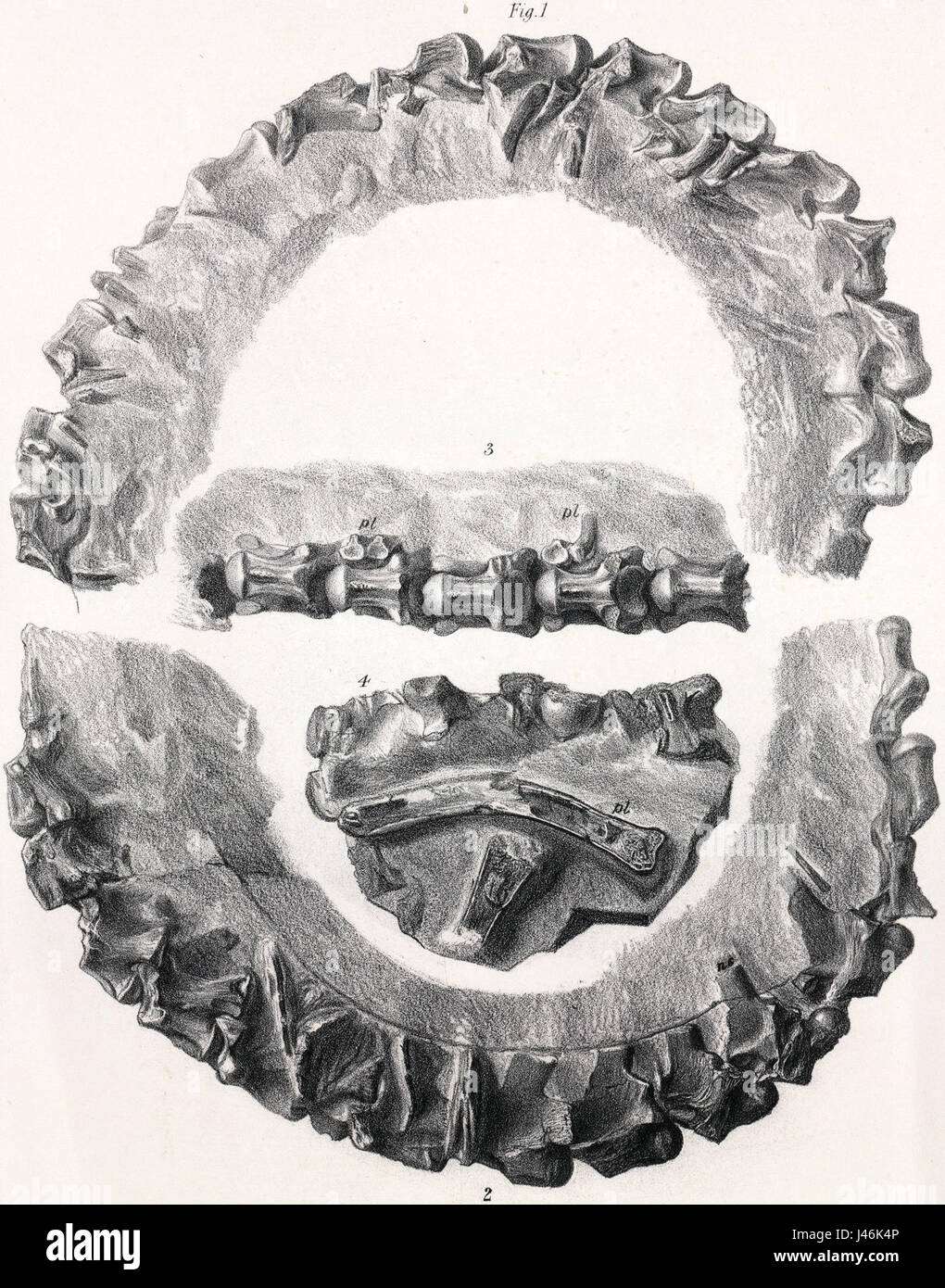 *Palaeophis toliapicus* is an extinct species of snake from the Eocene ...