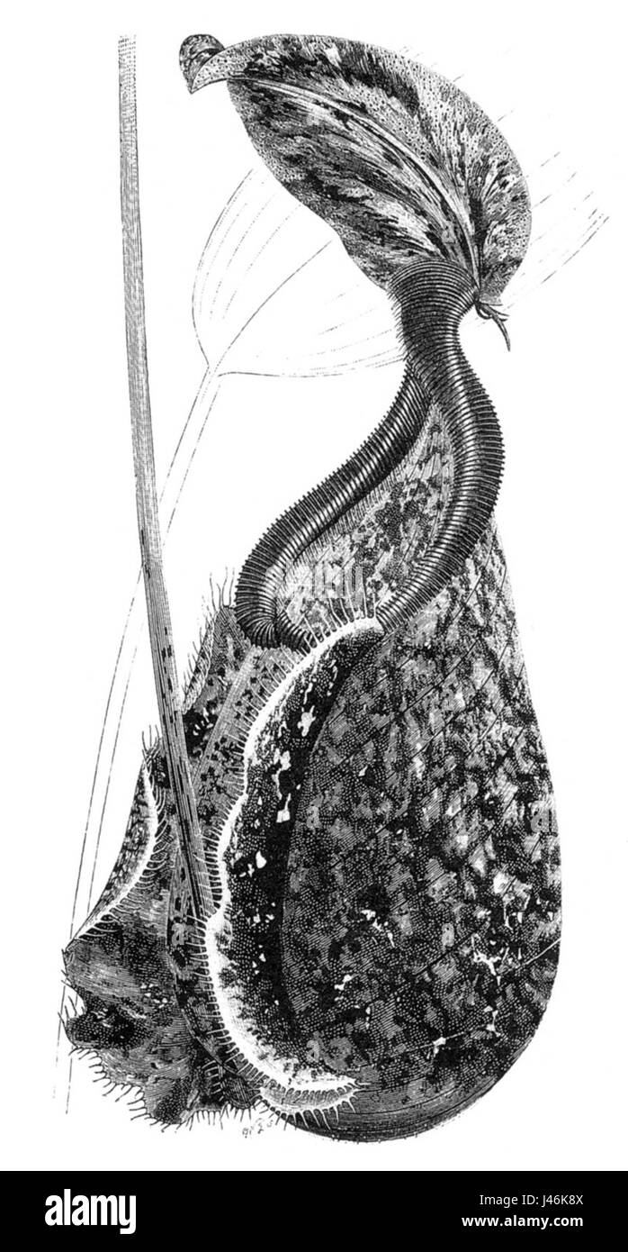 Nepenthes rafflesiana var insignis is a variety of pitcher plant known ...