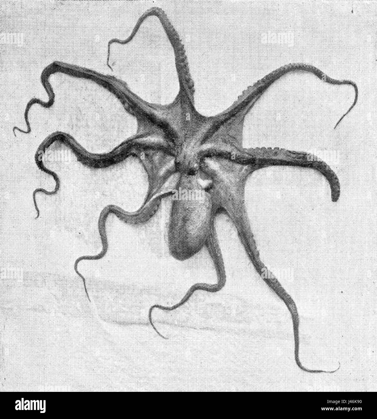 'Octopus bovenzijde' refers to the top or dorsal view of an octopus ...