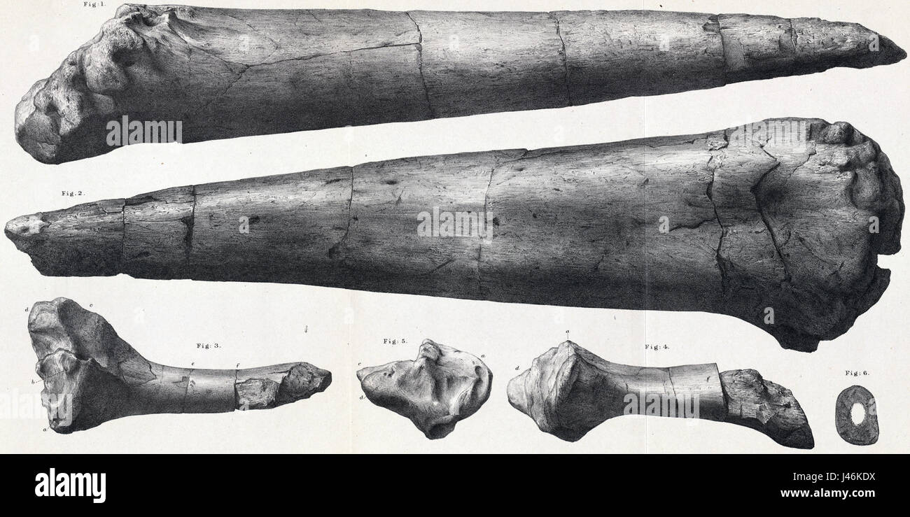 Omosaurus armatus is an extinct species of dinosaur from the Late ...