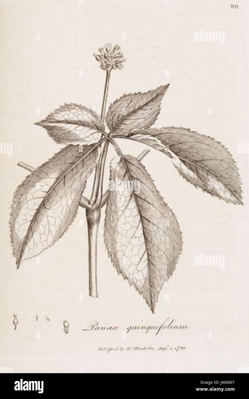 Panax quinquefolium, also known as American ginseng, is a plant species ...