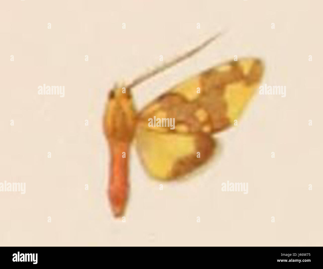 Mathani hi-res stock photography and images - Alamy