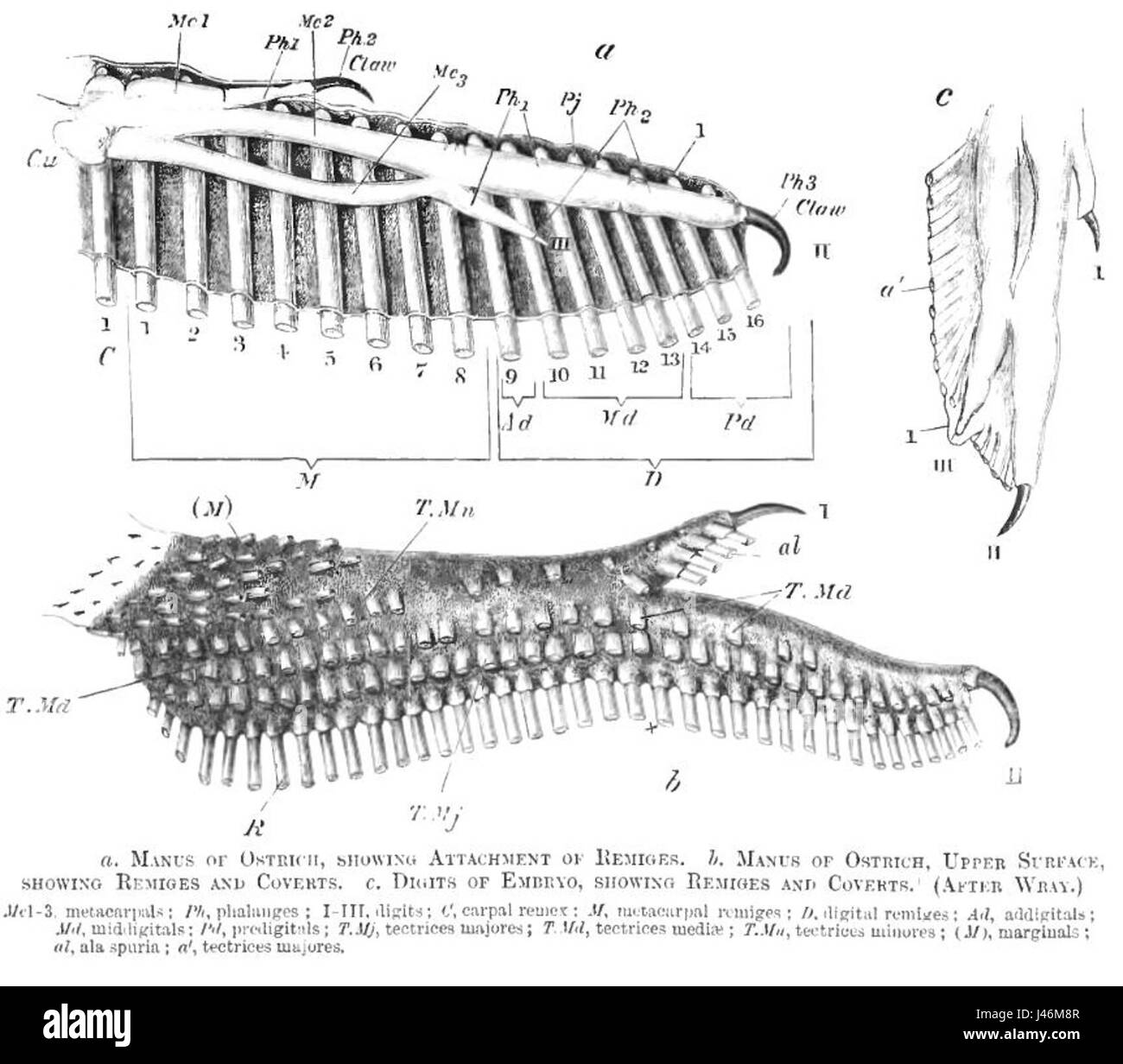 Ostrich anatomy Black and White Stock Photos & Images - Alamy