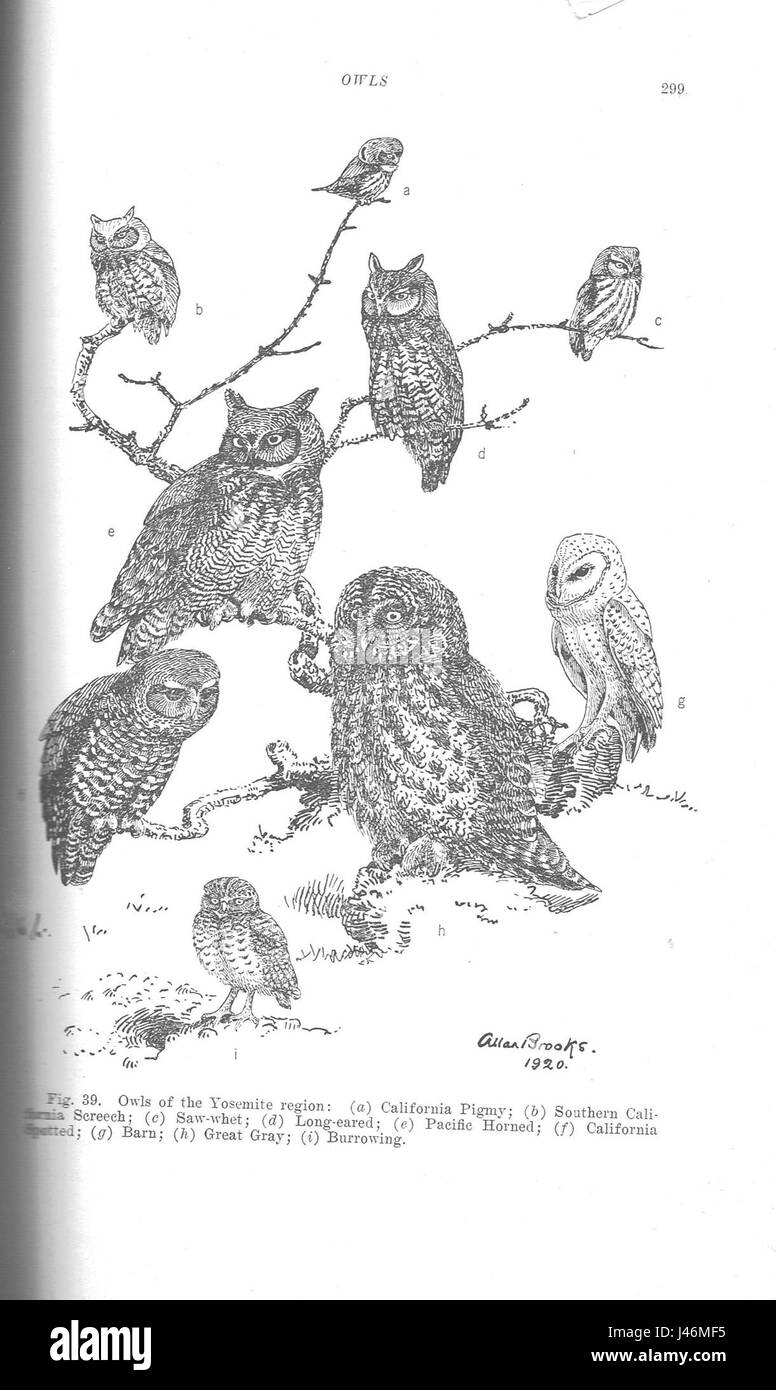 Prey insects Black and White Stock Photos & Images - Alamy