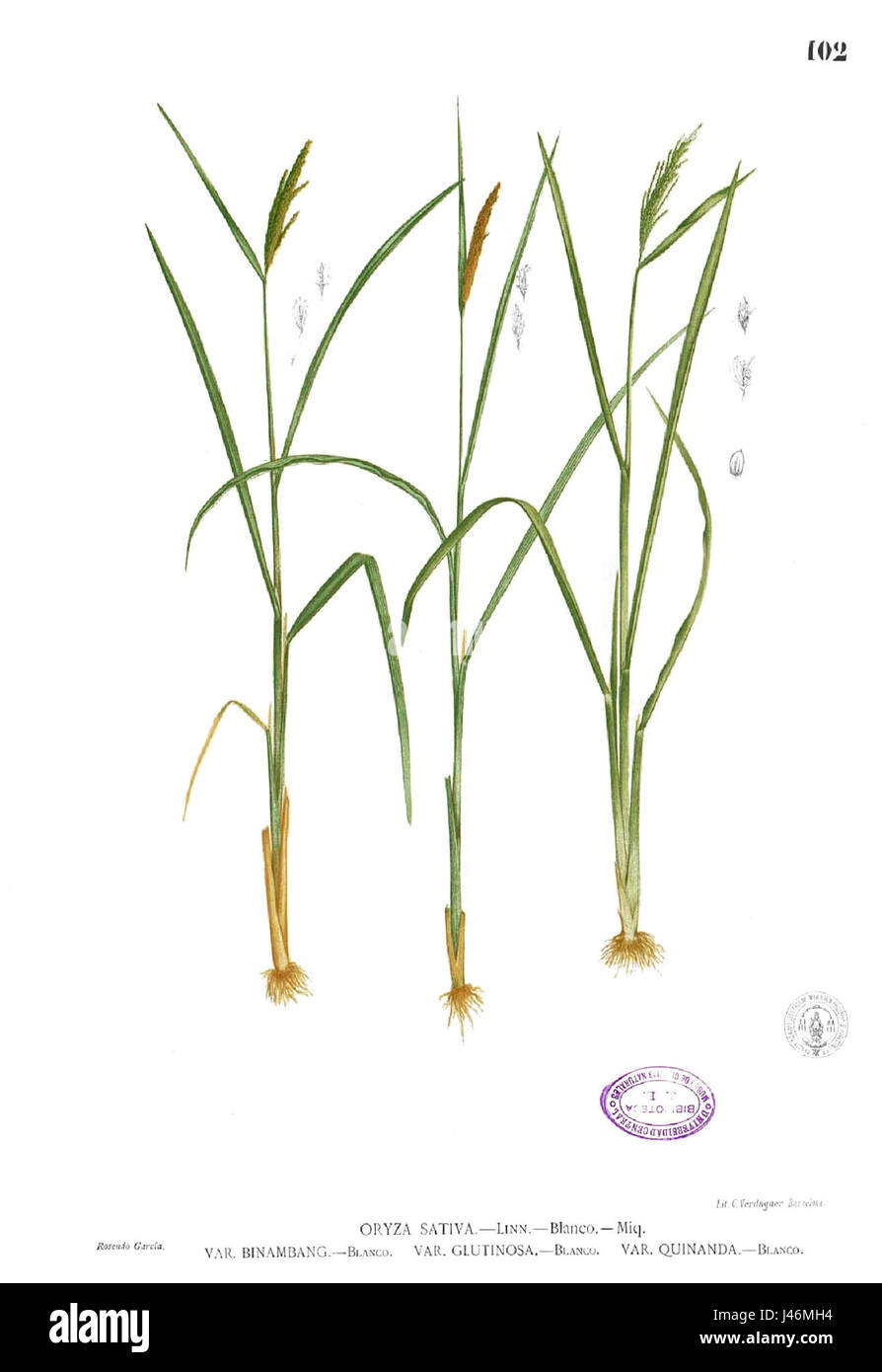 Oryza sativa Blanco1.102 Stock Photo - Alamy
