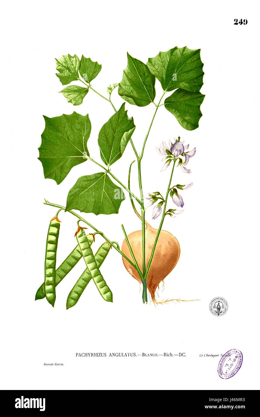 'Pachyrhizus erosus Blanco 2.249' refers to a botanical illustration of ...