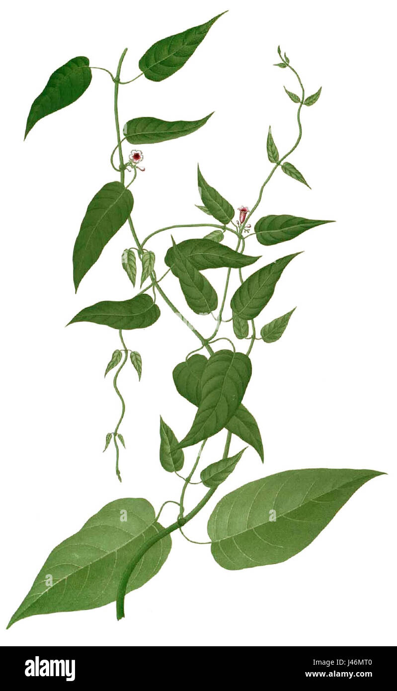 Paederia foetida plant species hi-res stock photography and images - Alamy