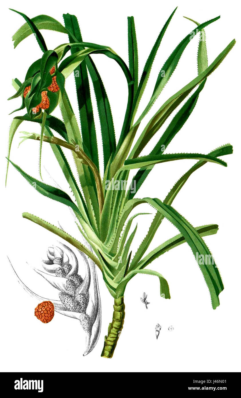 Pandanus humilis hi-res stock photography and images - Alamy
