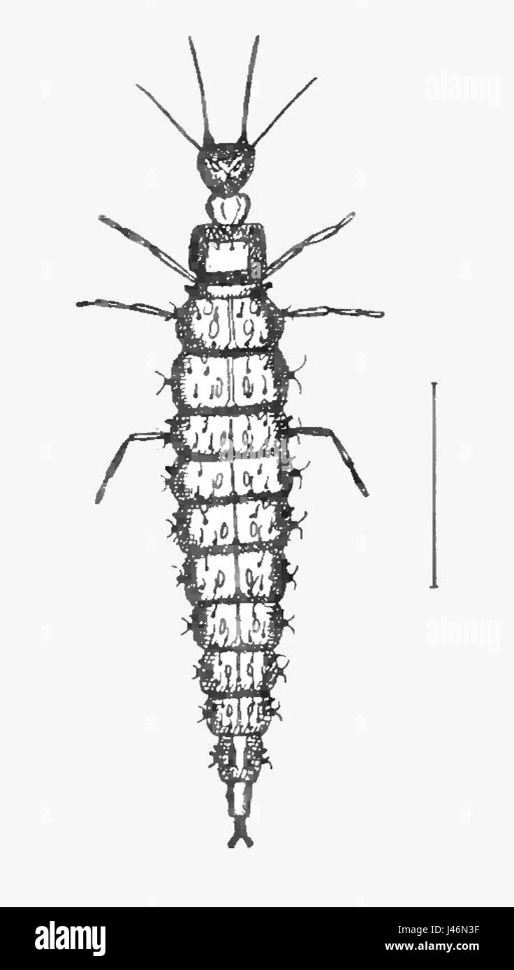 Insect larva prey Black and White Stock Photos & Images - Alamy
