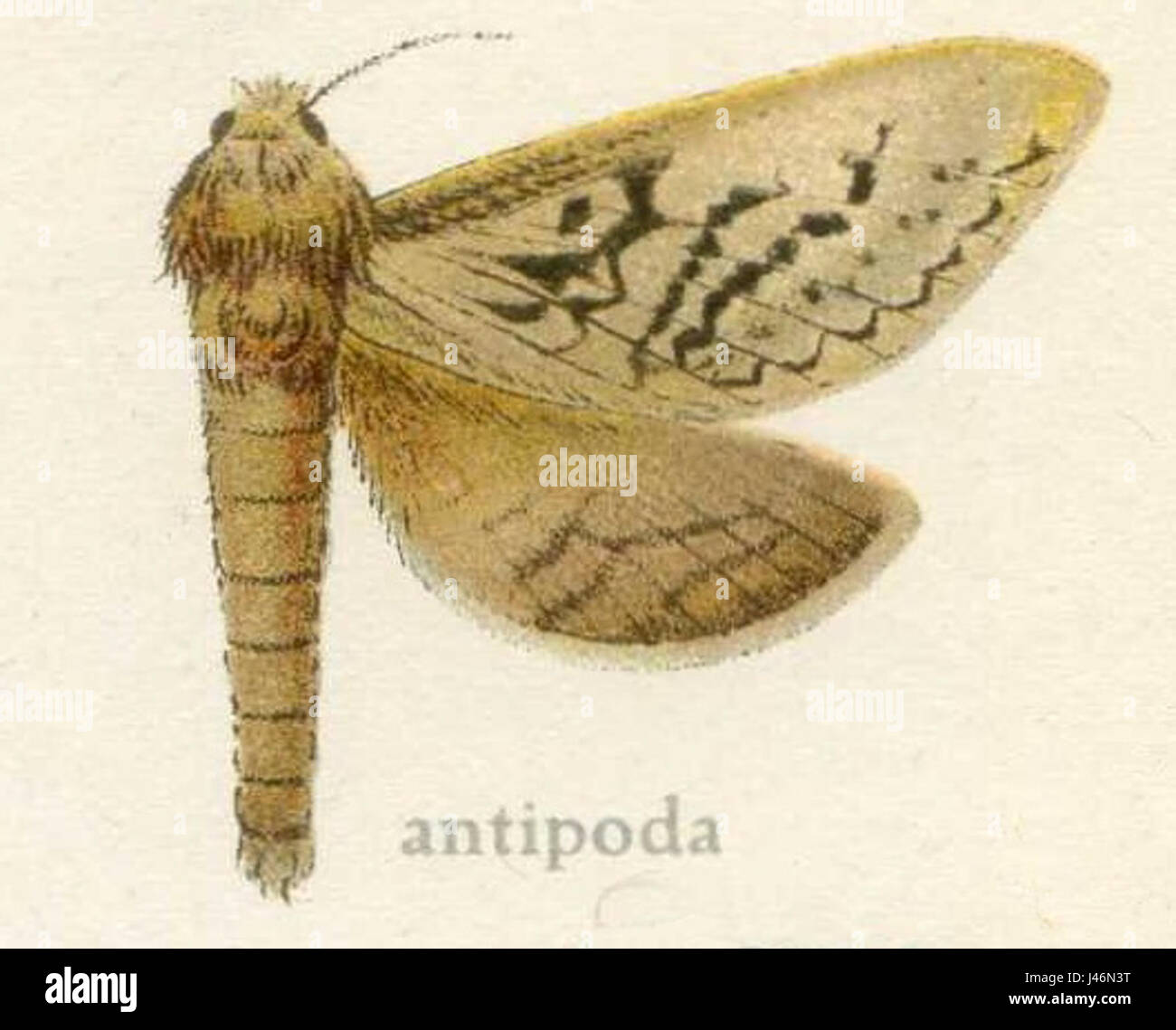 Rare australian moth hi-res stock photography and images - Alamy
