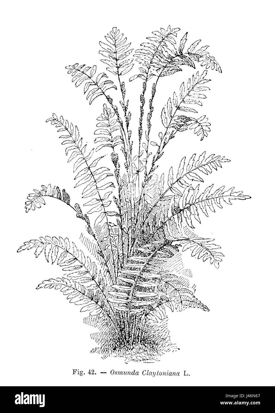 Fern leaf types Black and White Stock Photos & Images - Alamy