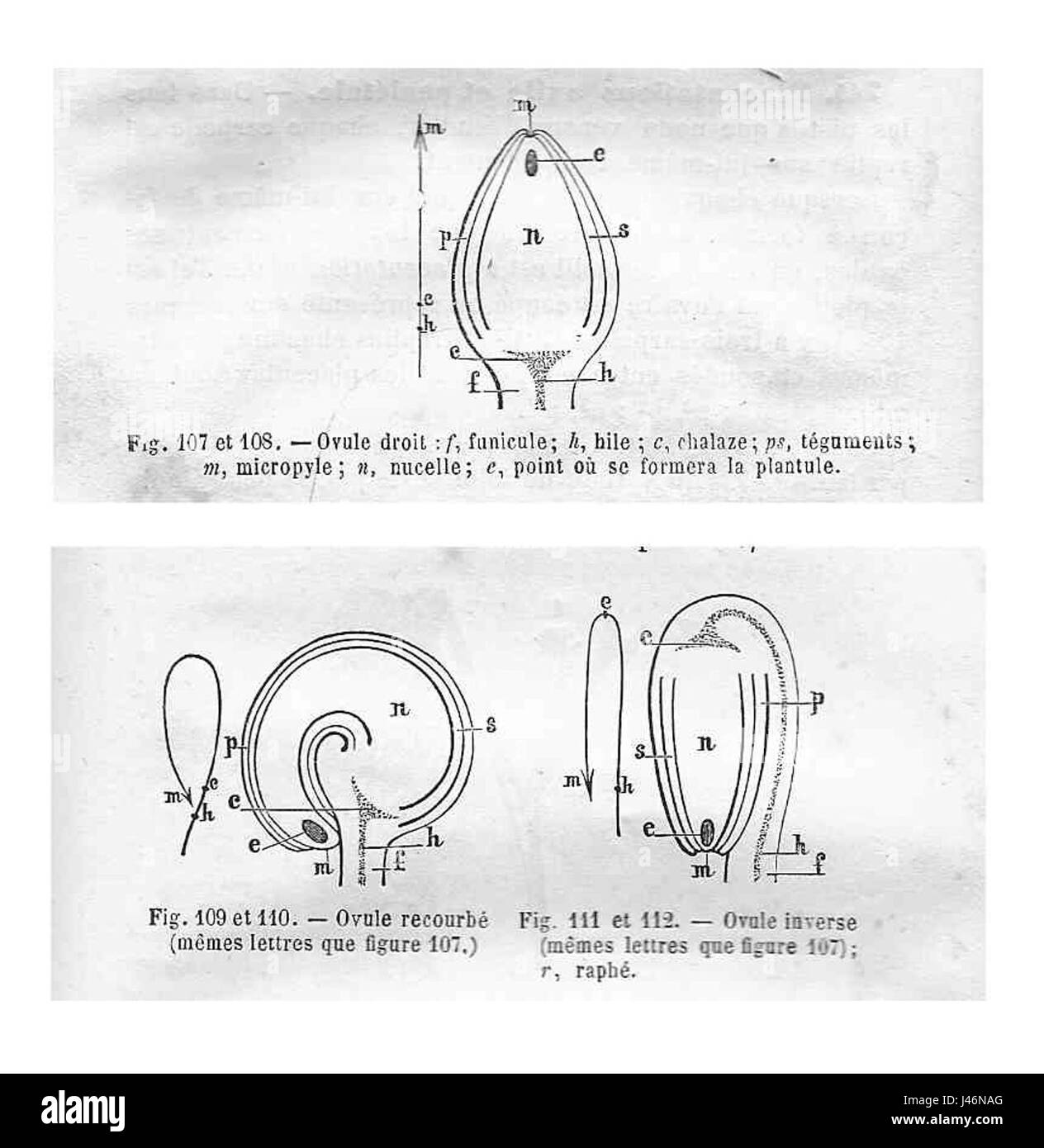 Ovules Stock Photos & Ovules Stock Images - Alamy