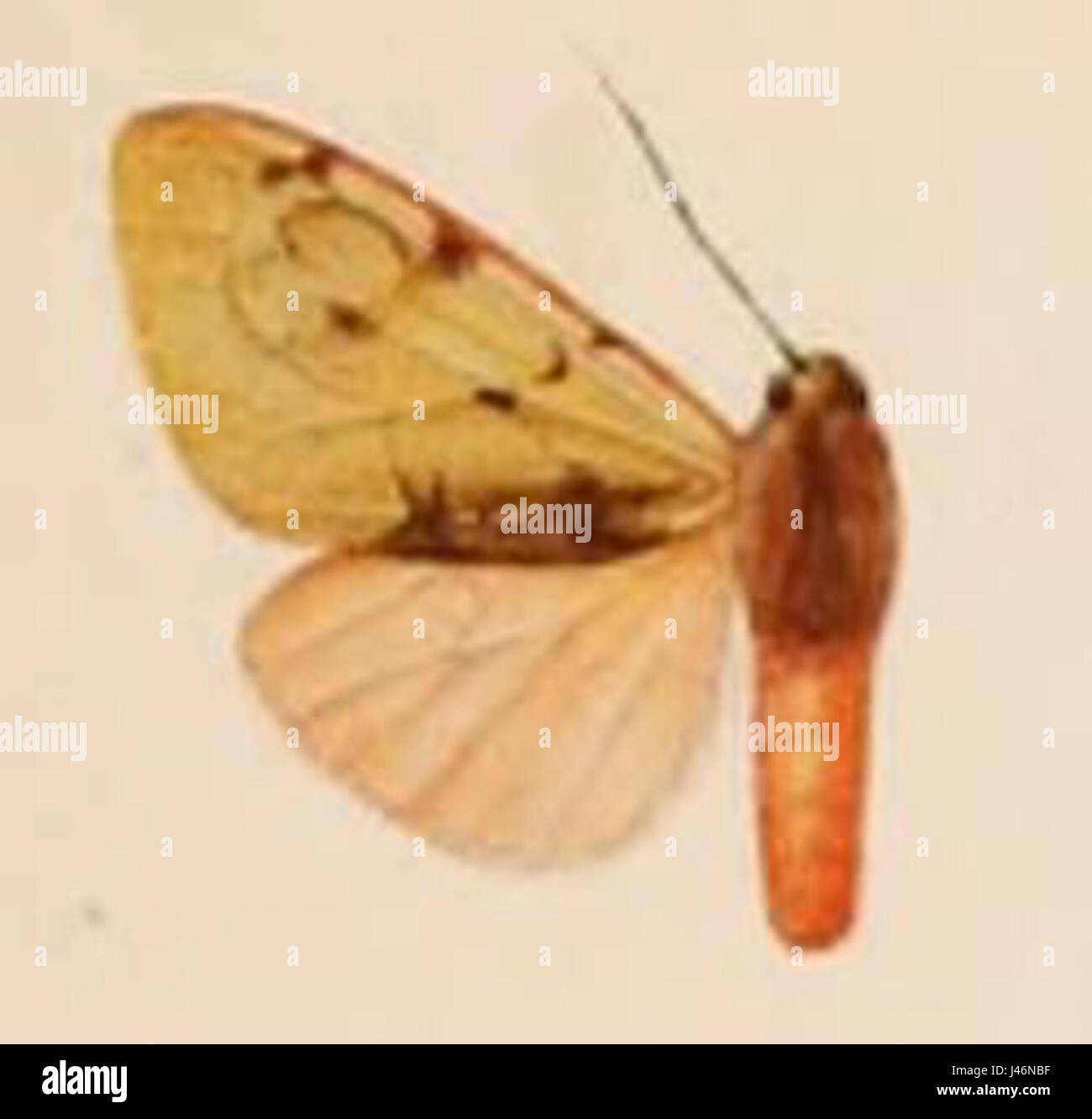 Palaeomolis palmeri is a species of extinct moth, identified through ...