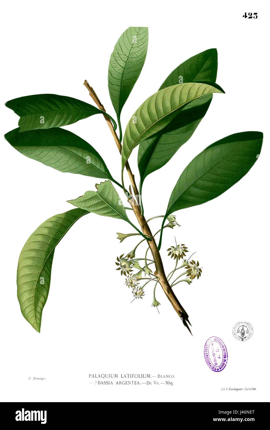 Native tree diversity Cut Out Stock Images & Pictures - Alamy