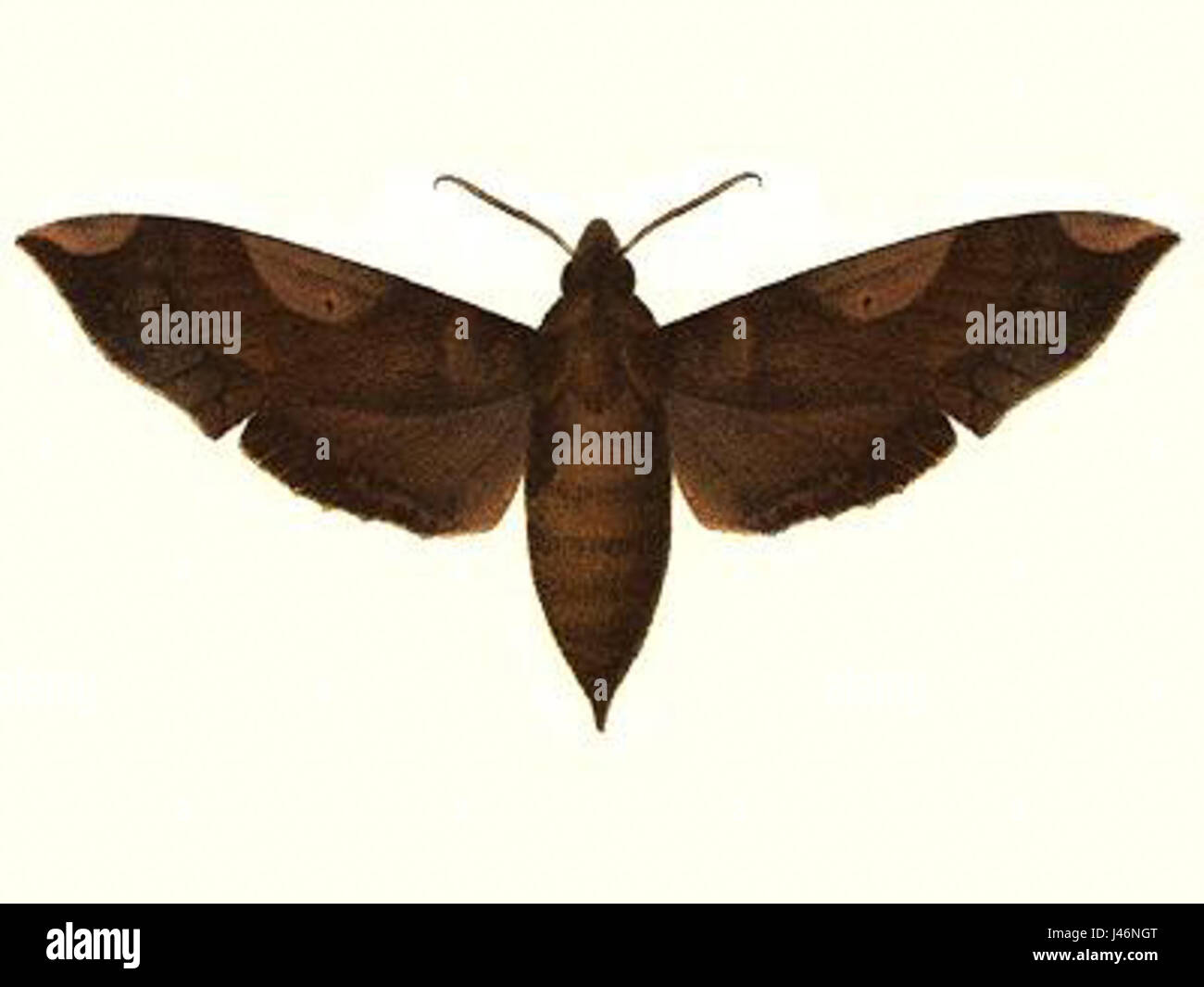 Syces hi-res stock photography and images - Alamy