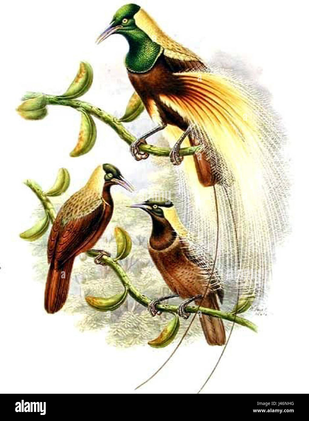 Paradisaea guilielmi hi-res stock photography and images - Alamy