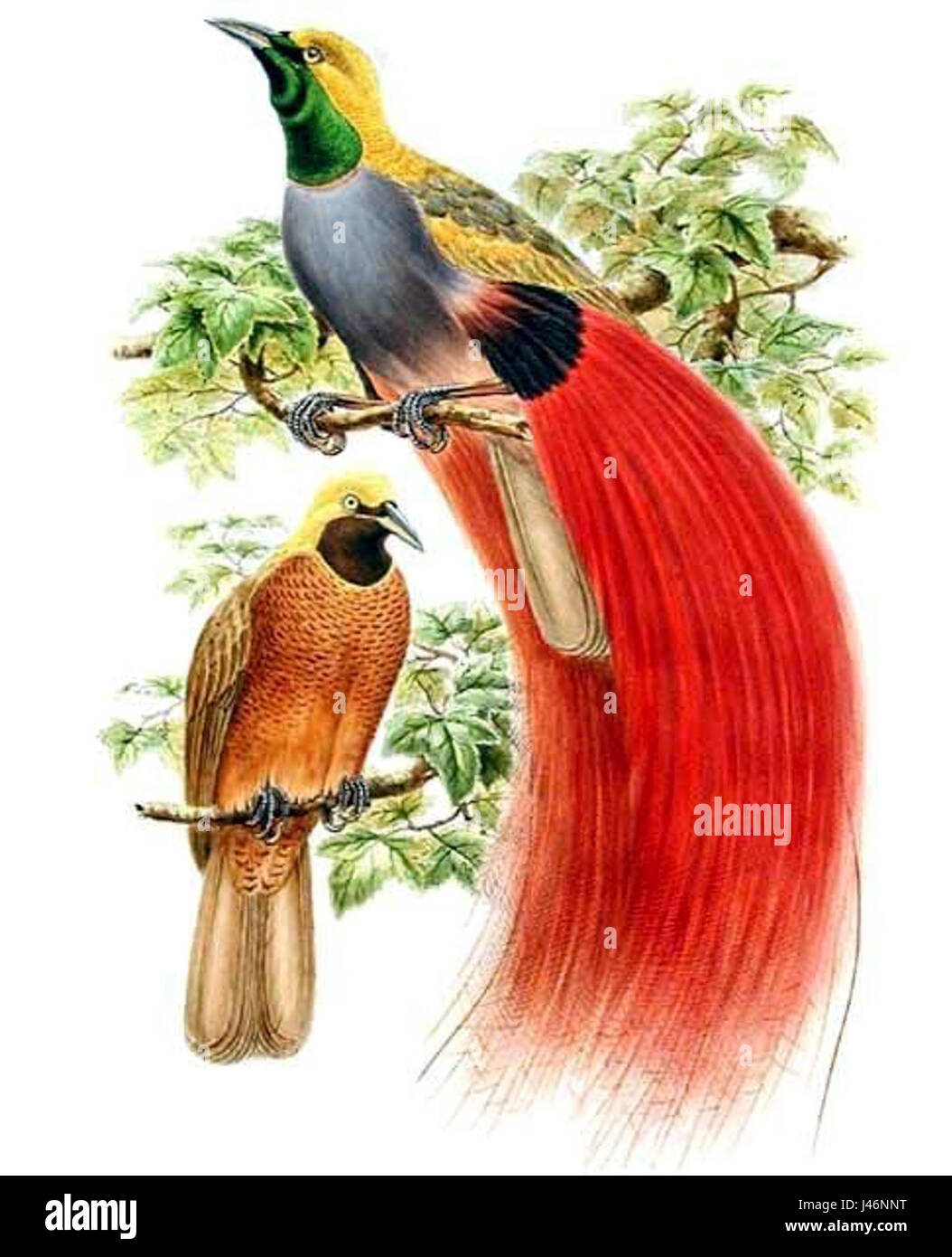 Wilson's bird of paradise hi-res stock photography and images - Alamy