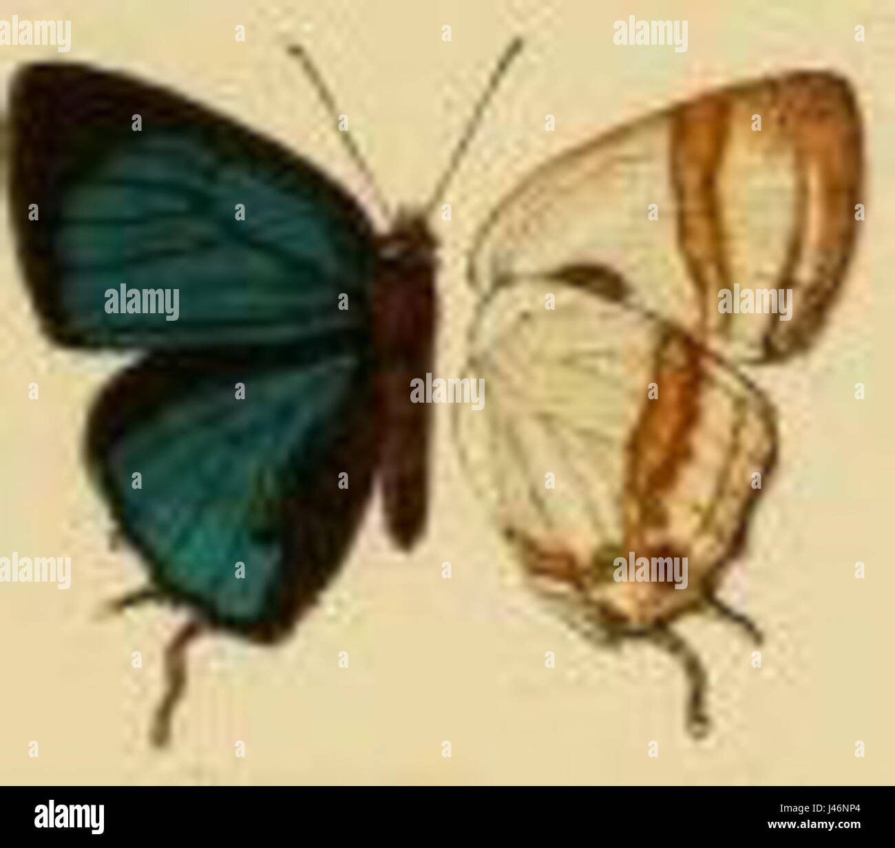 Ituri hi-res stock photography and images - Alamy