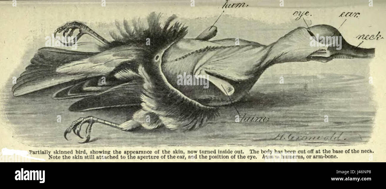 Skinning bird hi-res stock photography and images - Alamy