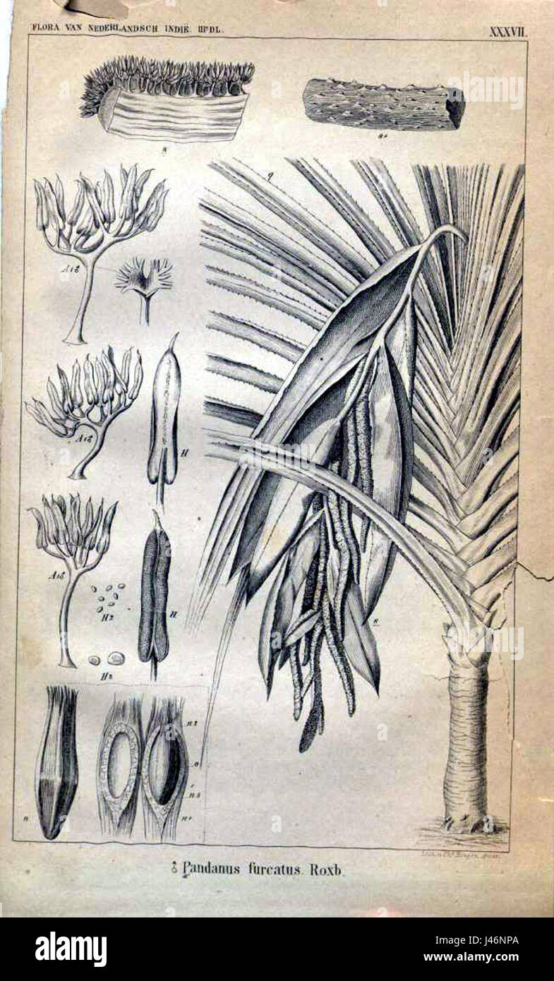 Plants distinctive spiky structure hi-res stock photography and images ...