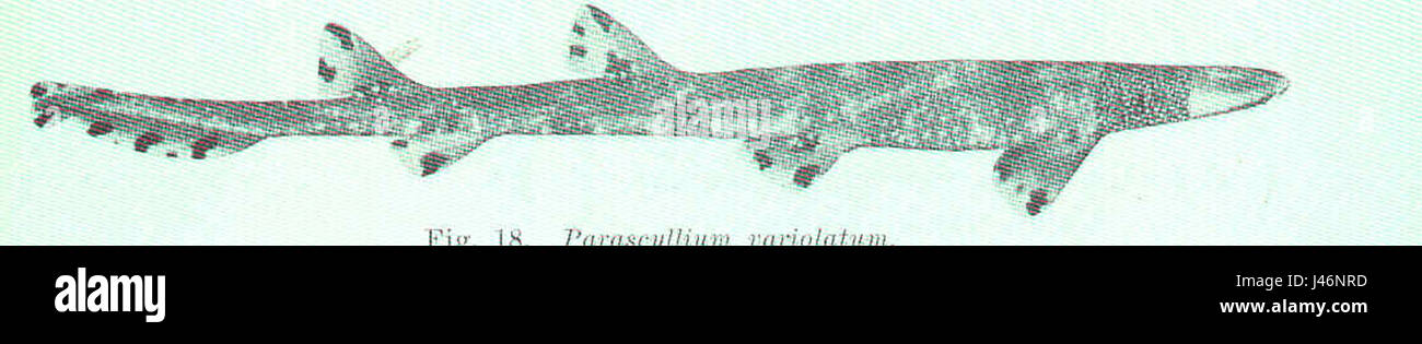 Parascyllium variolatum hi-res stock photography and images - Alamy