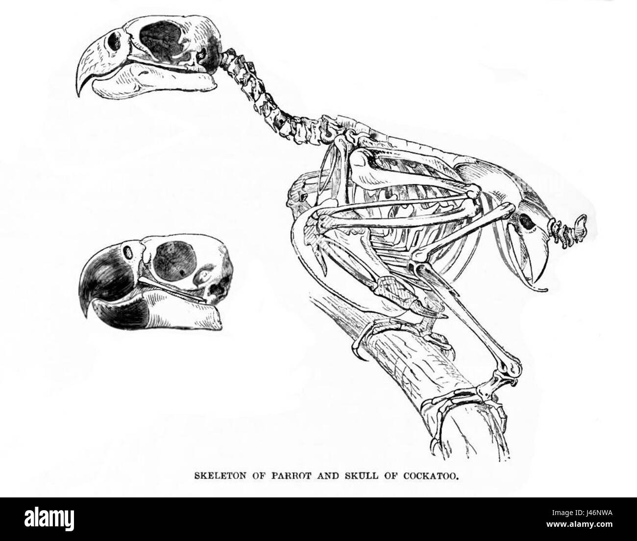 This title refers to a skeletal model of a parrot, focusing on the ...