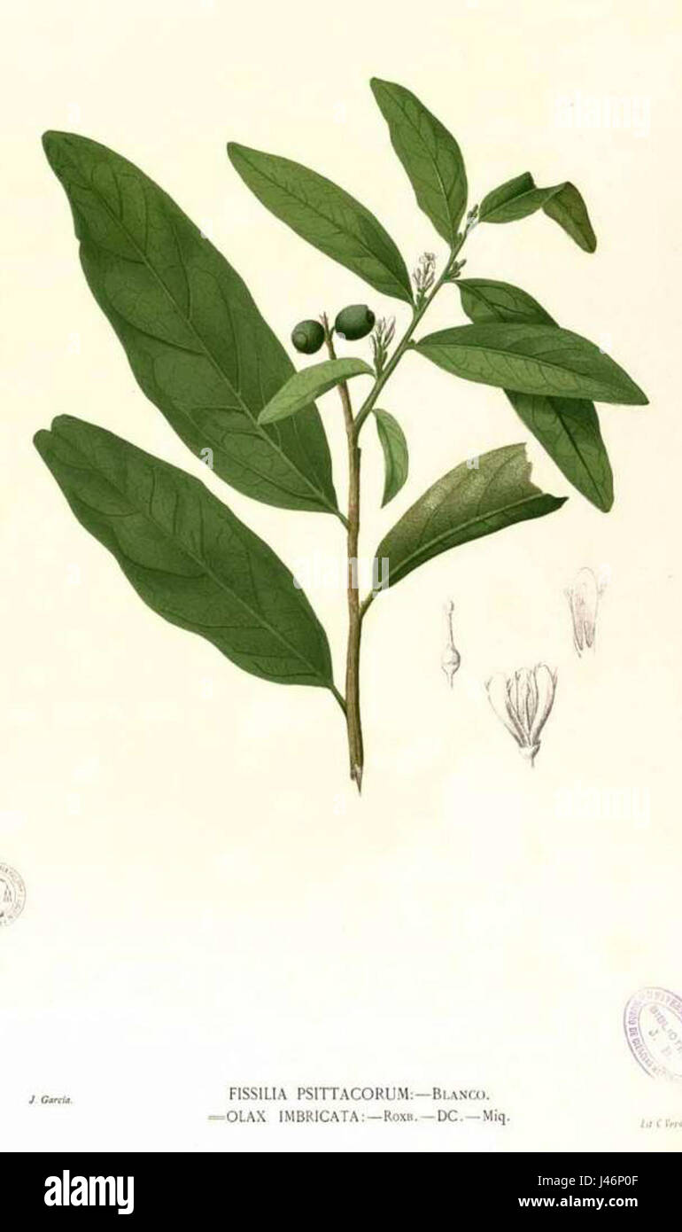 Olax imbricata is a flowering plant known for its ornamental value ...