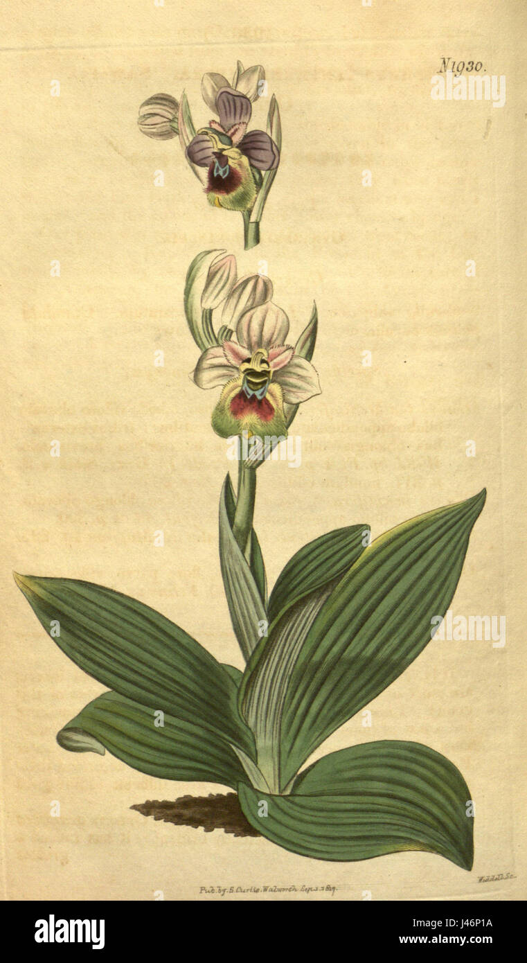 This botanical illustration by Curtis from 1817 features Ophrys ...