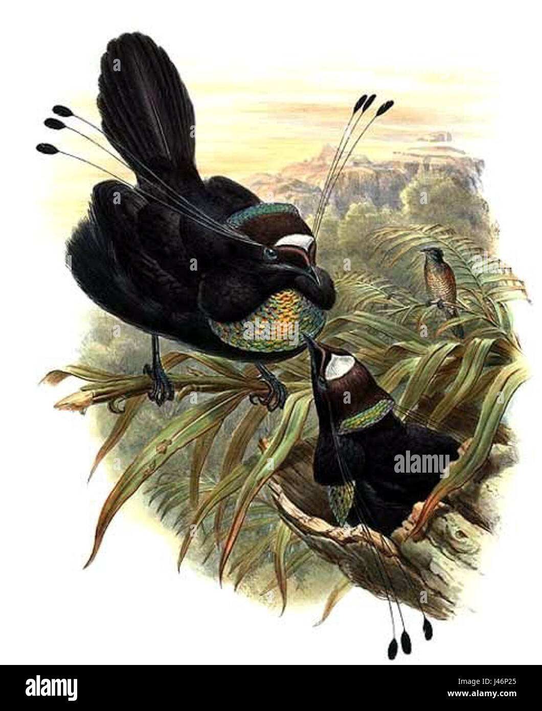 *Parotia sefilata*, illustrated by Bowdler Sharpe, is a species of bird ...